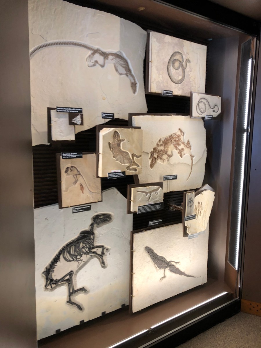 Fossil Butte National Monument (Wyoming) – The History Mom